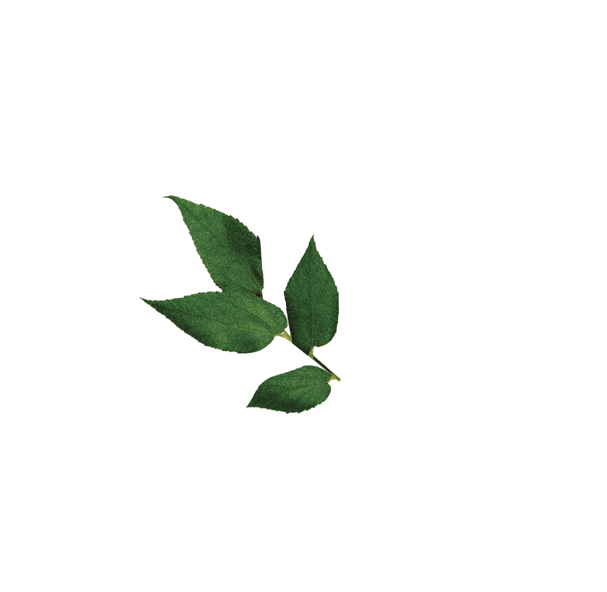 Birch House | Luxury Apartments | Jersey City NJ