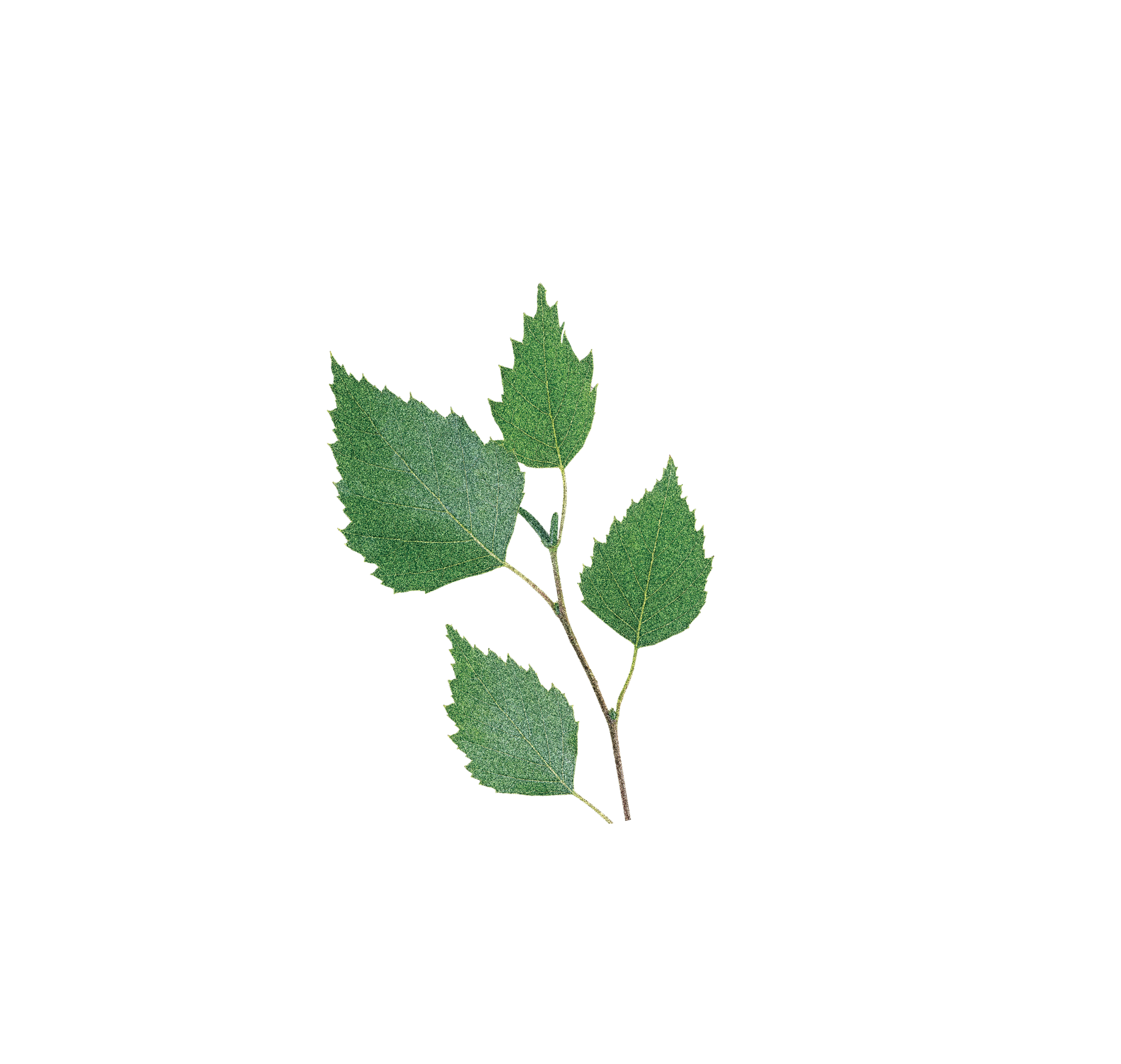 Birch House | Luxury Apartments | Jersey City NJ