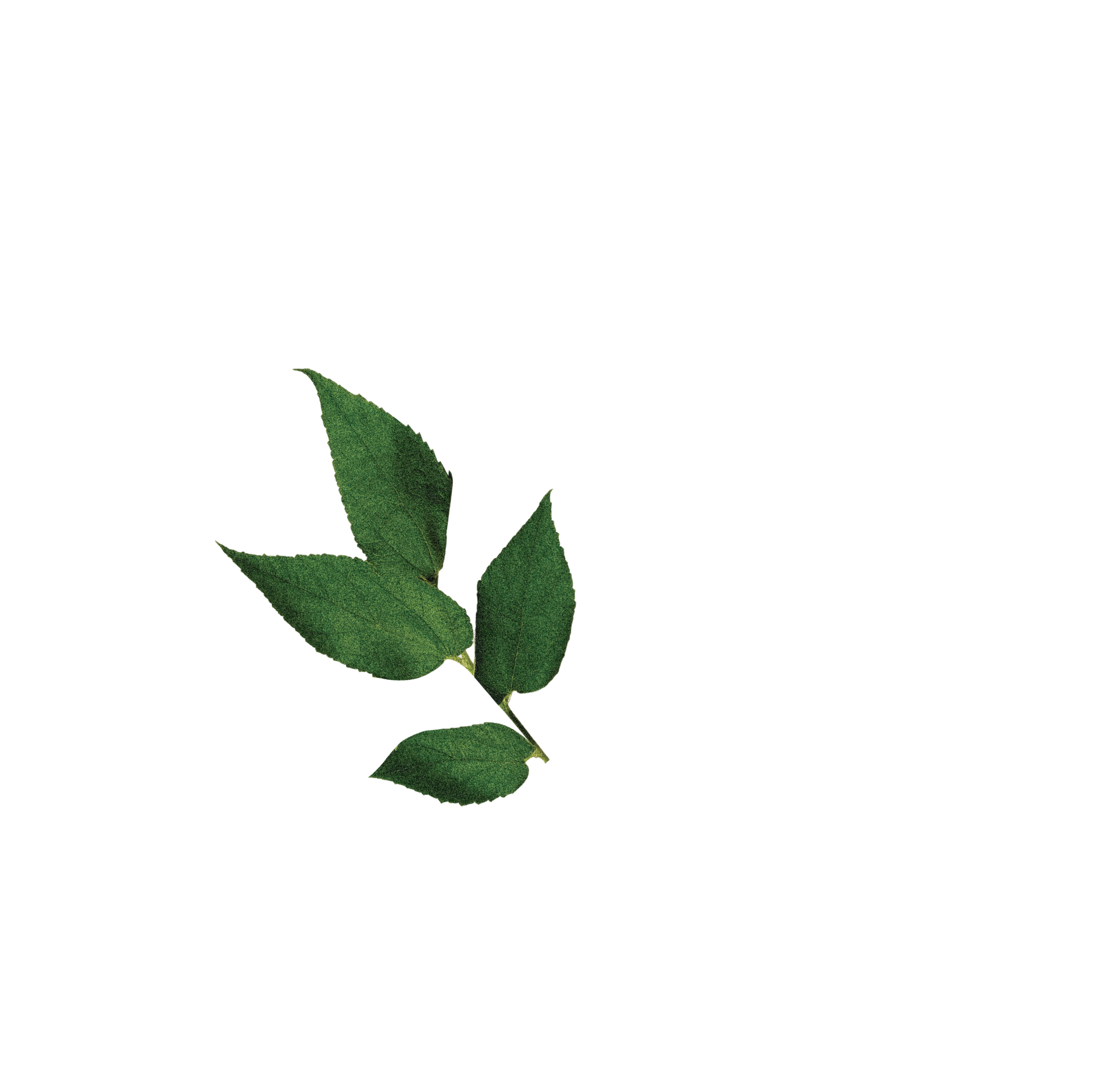 Birch House | Luxury Apartments | Jersey City NJ